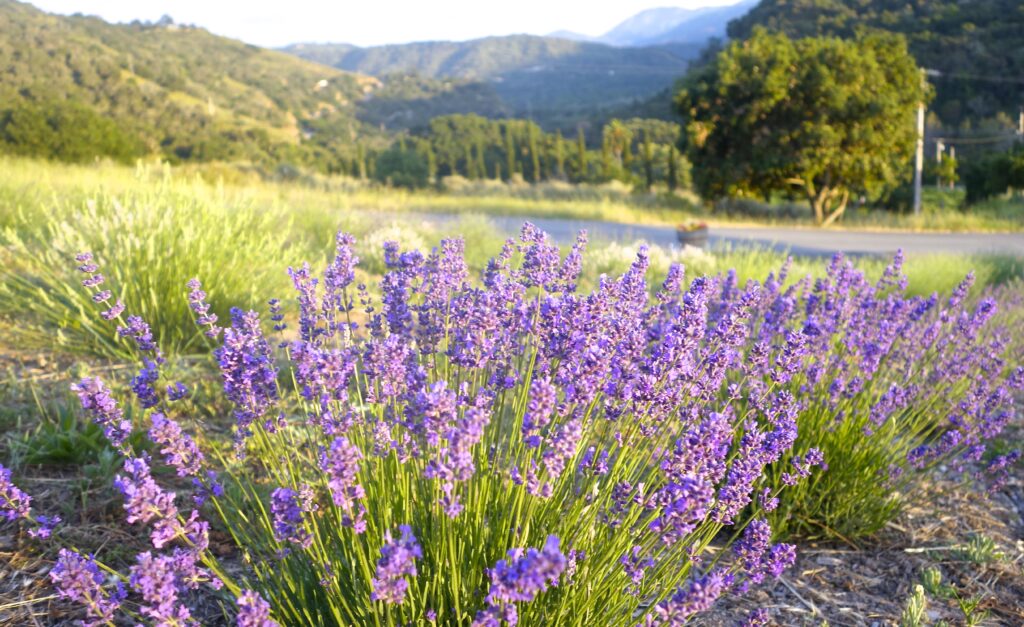 Lavender – Lion Springs Lavender Farm